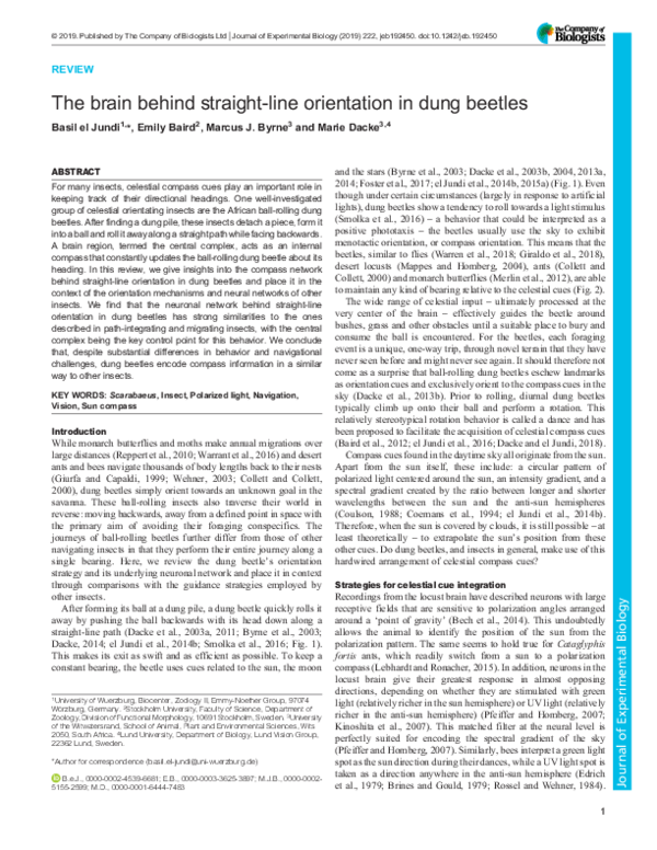 (PDF) The brain behind straight-line orientation in dung beetles