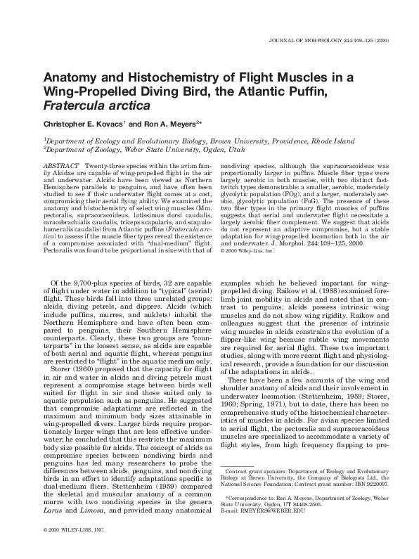 (PDF) Anatomy and histochemistry of flight muscles in a wing-propelled ...