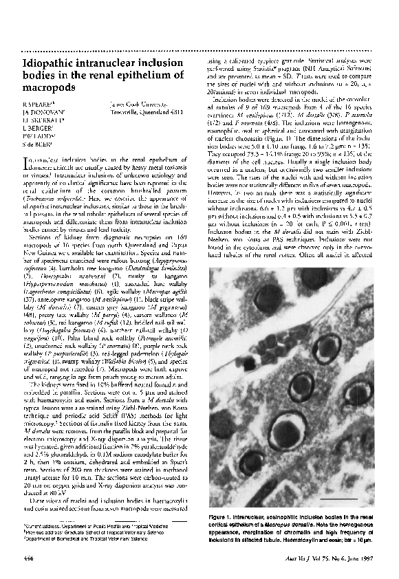 (PDF) Idiopathic intranuclear inclusion bodies in the renal epithelium ...