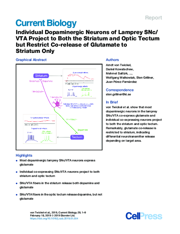 (PDF) Individual Dopaminergic Neurons of Lamprey SNc/VTA Project to ...