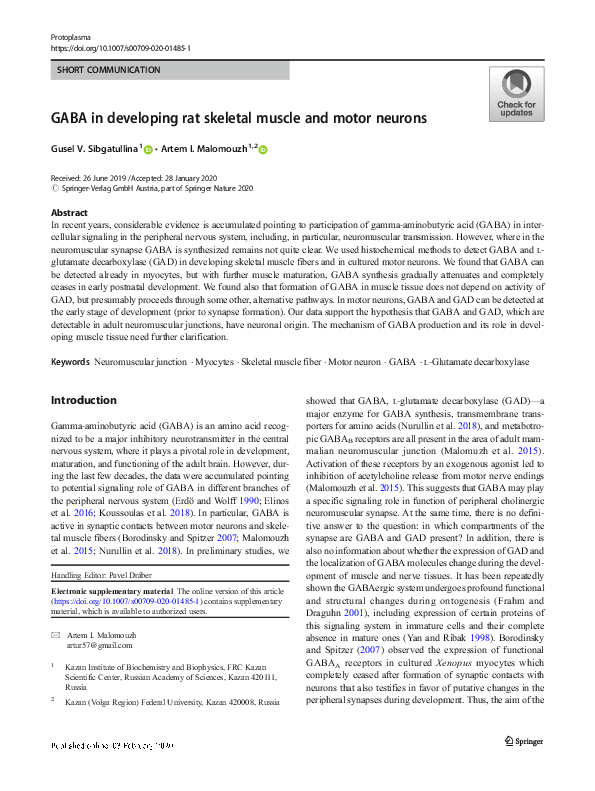 (PDF) GABA in developing rat skeletal muscle and motor neurons