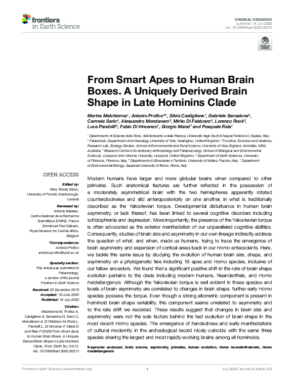 (PDF) From Smart Apes to Human Brain Boxes. A Uniquely Derived Brain ...