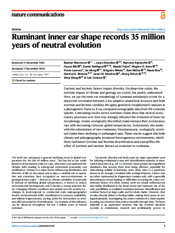 (PDF) Ruminant inner ear shape records 35 million years of neutral ...