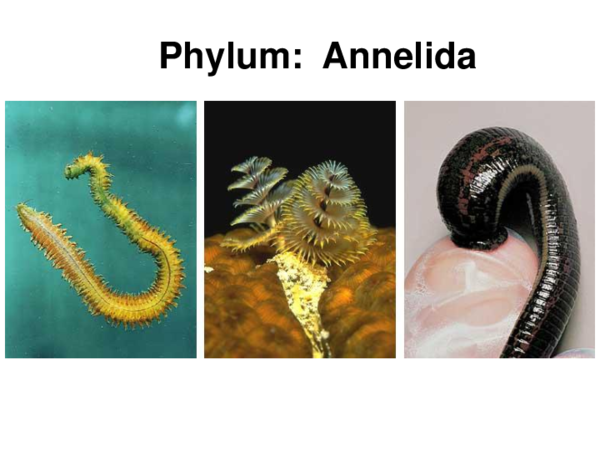 (PDF) Phylum Annelida