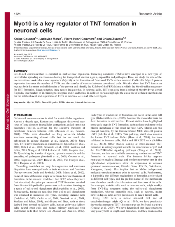 (PDF) Myo10 is a key regulator of TNT formation in neuronal cells
