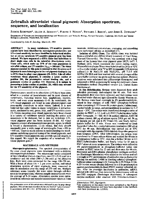 (PDF) Zebrafish ultraviolet visual pigment: absorption spectrum ...