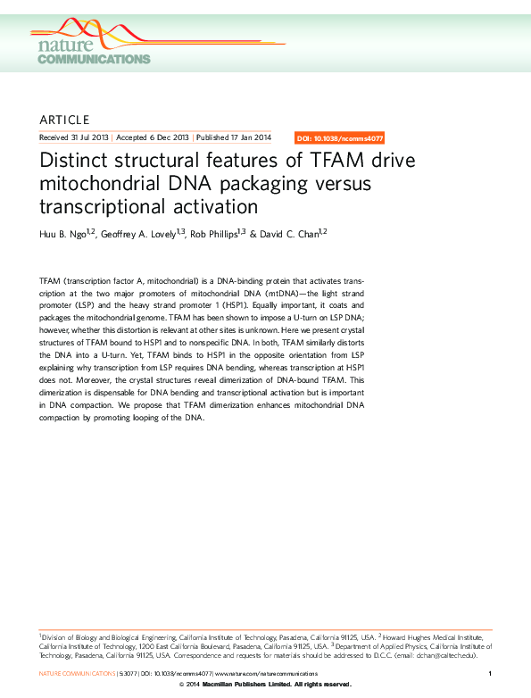(PDF) Distinct structural features of TFAM drive mitochondrial DNA packaging versus ...