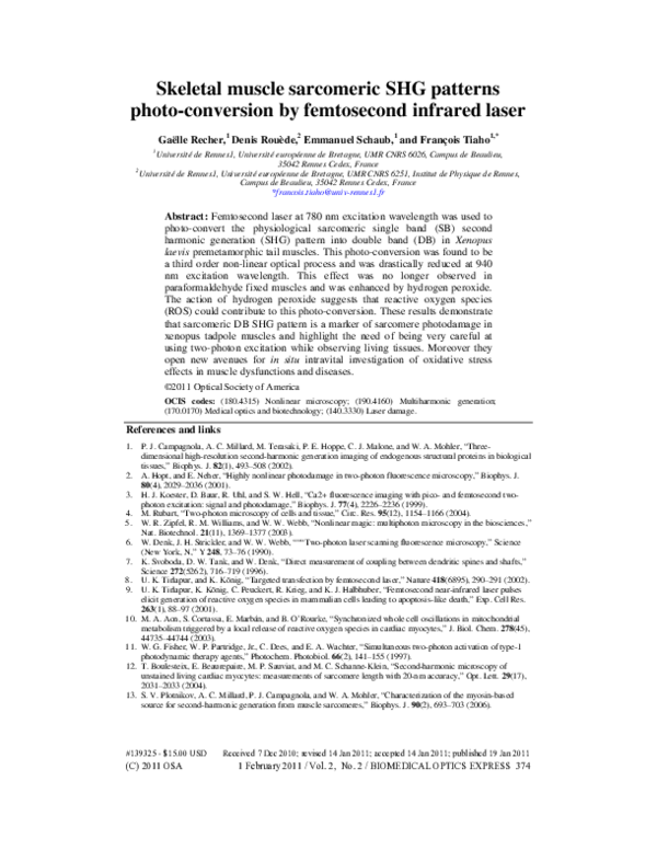 (PDF) Skeletal muscle sarcomeric SHG patterns photo-conversion by ...