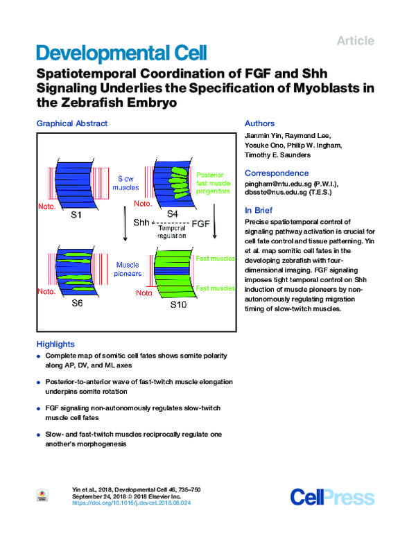 (PDF) Spatiotemporal Coordination of FGF and Shh Signaling Underlies ...
