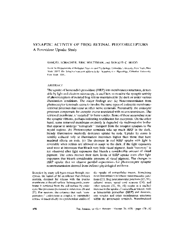 (PDF) Synaptic activity of frog retinal photoreceptors. A peroxidase ...
