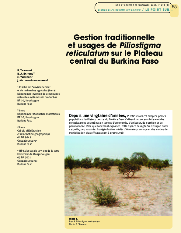 (PDF) Gestion traditionnelle et usages de Piliostigma reticulatum sur ...