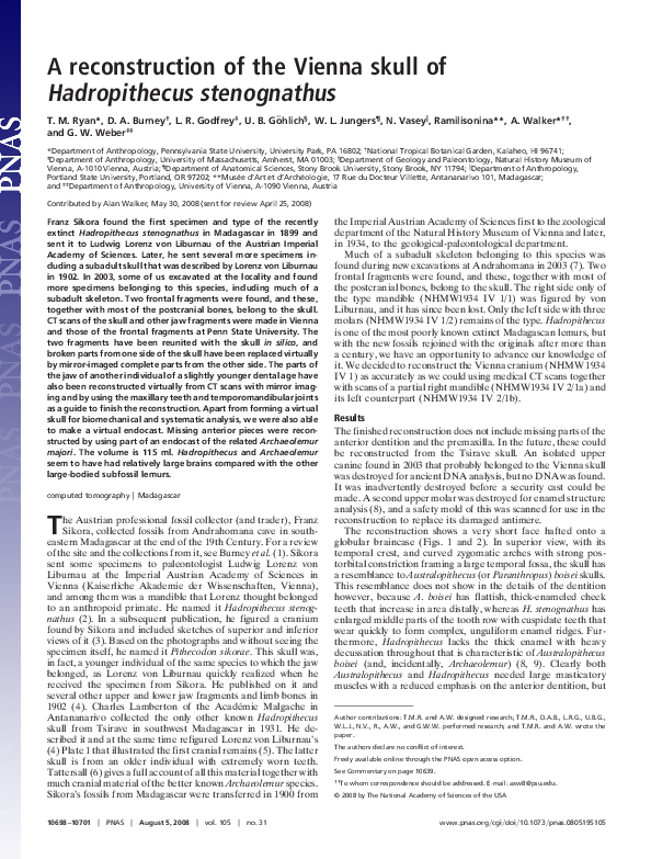 (PDF) A reconstruction of the Vienna skull of Hadropithecus ...