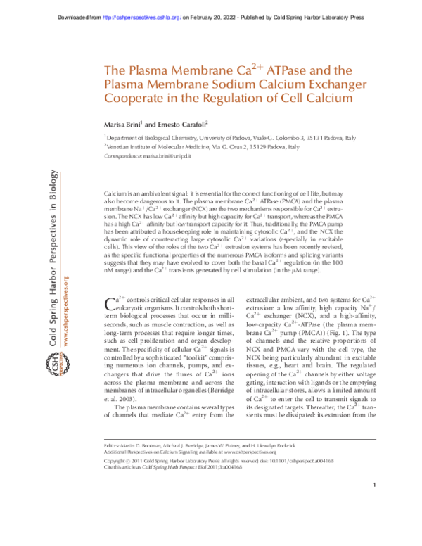(PDF) PMCA and NCX in Cell Calcium Regulation