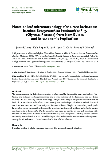 (PDF) Notes on leaf micromorphology of the rare herbaceous bamboo ...