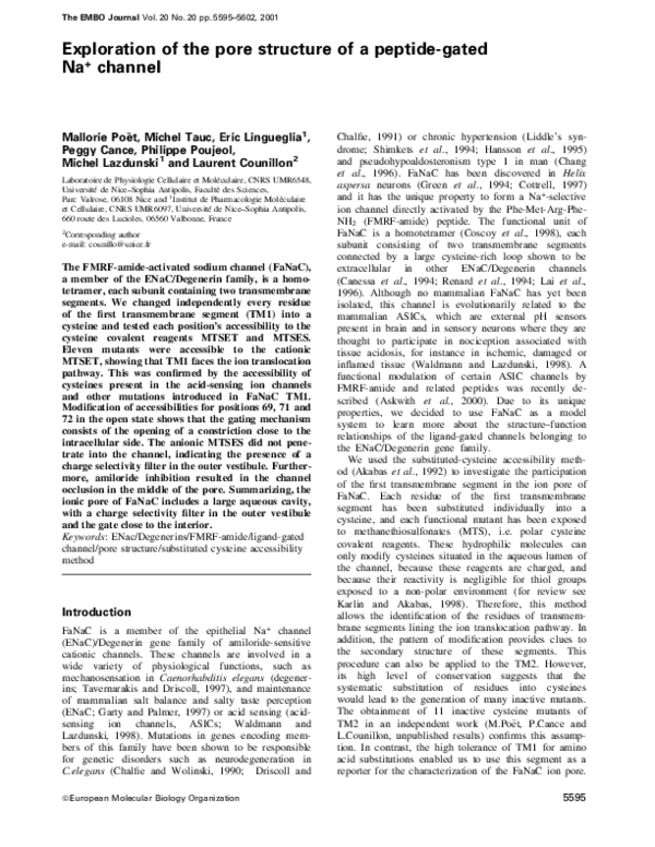 (PDF) Exploration of the pore structure of a peptide-gated Na+ channel