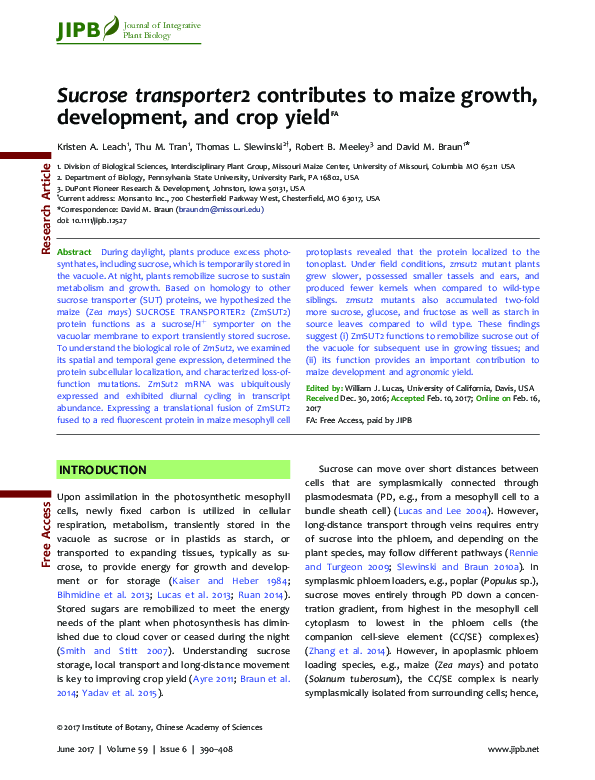 (PDF) Sucrose transporter2 contributes to maize growth, development ...