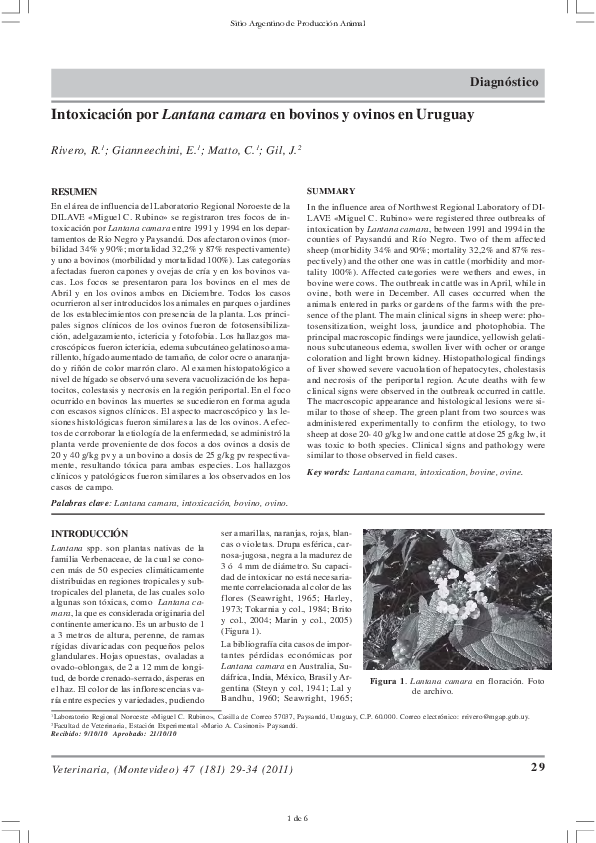 (PDF) Intoxicación por Lantana camara en bovinos y ovinos en Uruguay ...