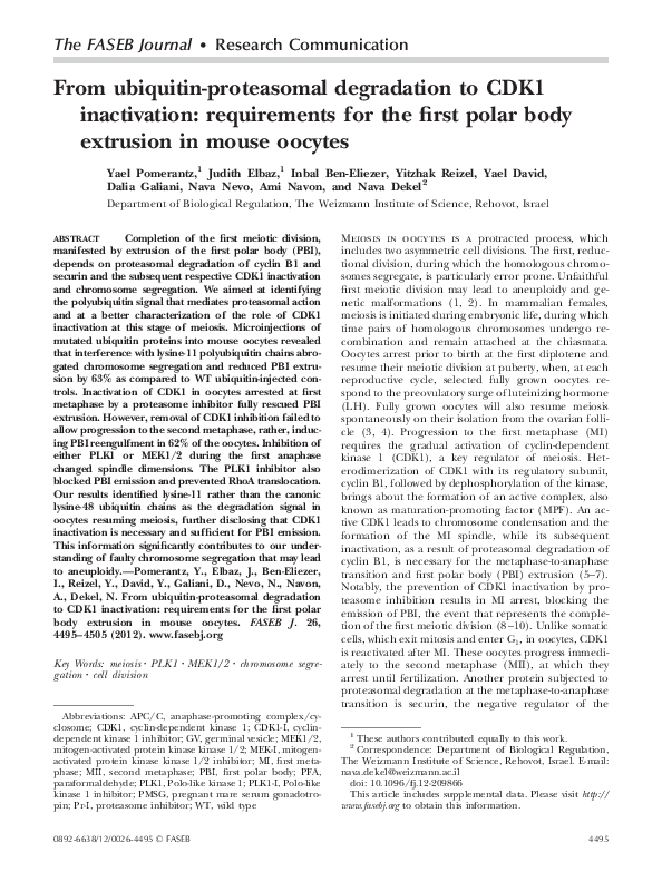 (PDF) From ubiquitin‐proteasomal degradation to CDK1 inactivation ...