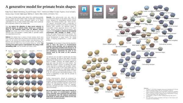(PDF) A generative model for primate brain shapes