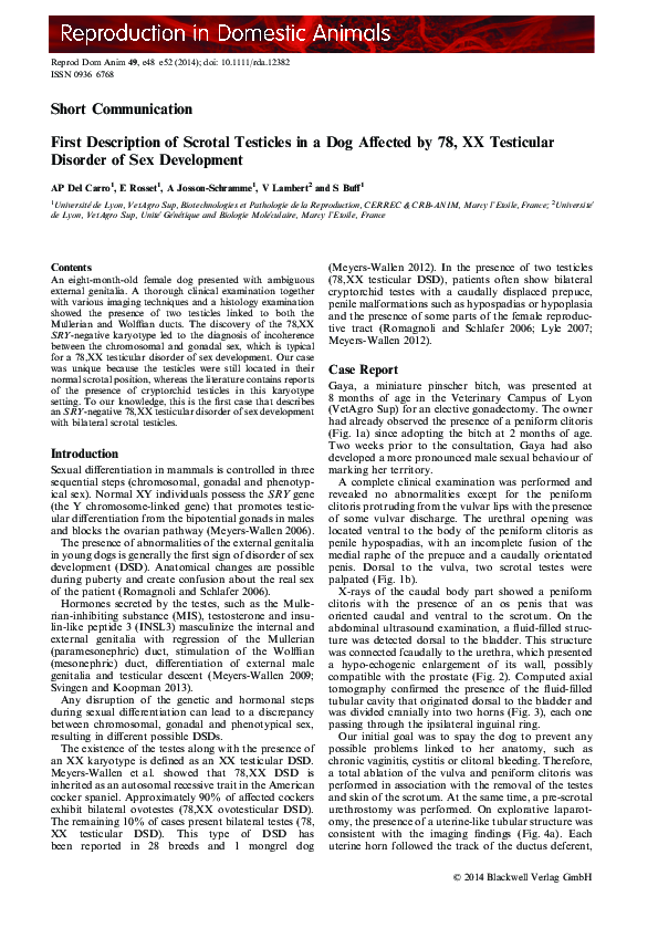 (PDF) First description of scrotal testicles in a dog affected by 78 ...