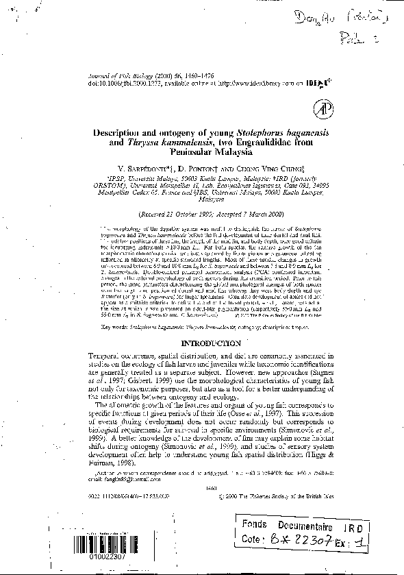 (PDF) Description and ontogeny of young Stolephorus baganensis and ...