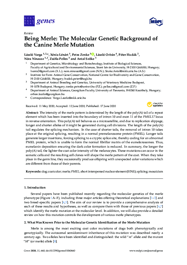 (PDF) Being Merle: The Molecular Genetic Background of the Canine Merle ...