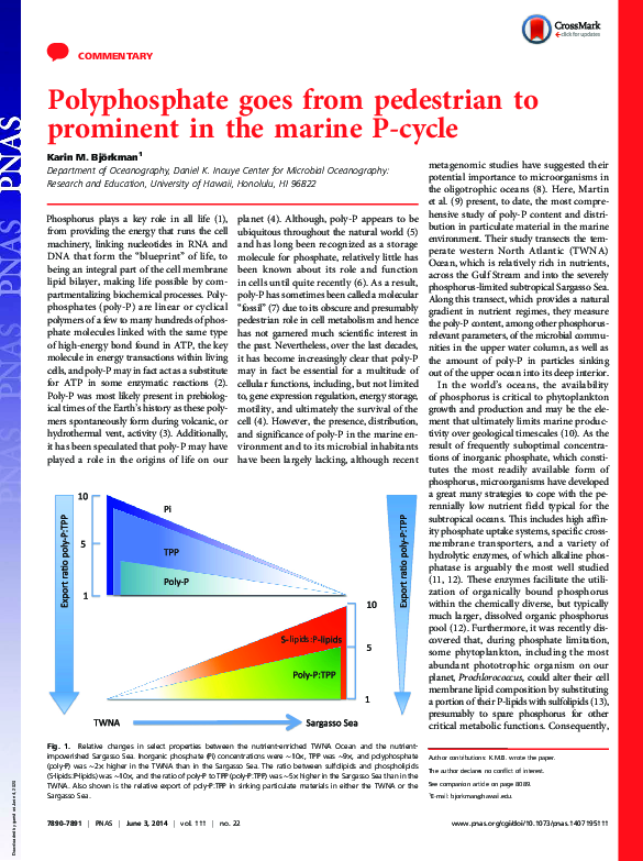 (PDF) Polyphosphate goes from pedestrian to prominent in the marine P-cycle