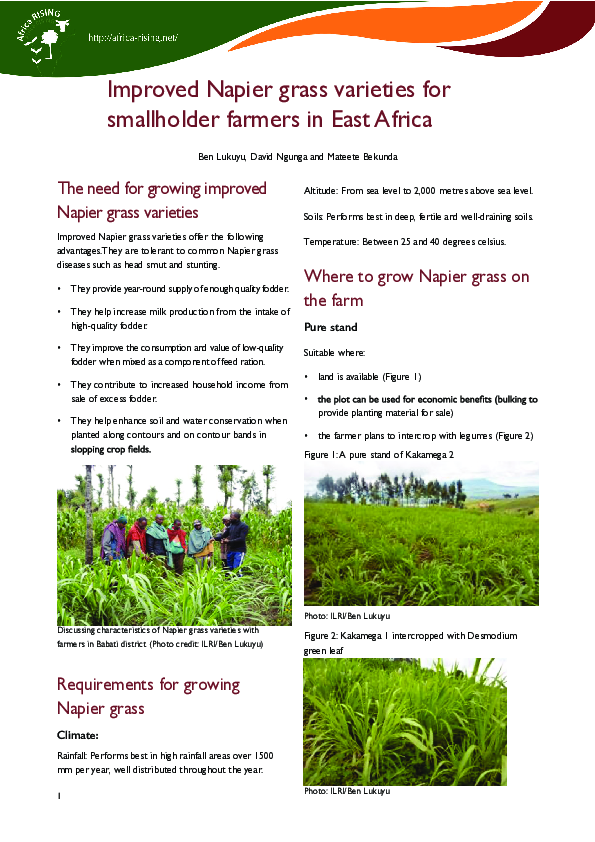(PDF) Improved Napier grass varieties for smallholder farmers in East ...