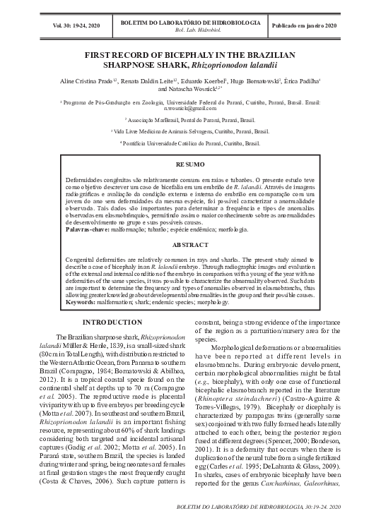 (PDF) First Record of Bicephaly in the Brazilian Sharpnose Shark ...