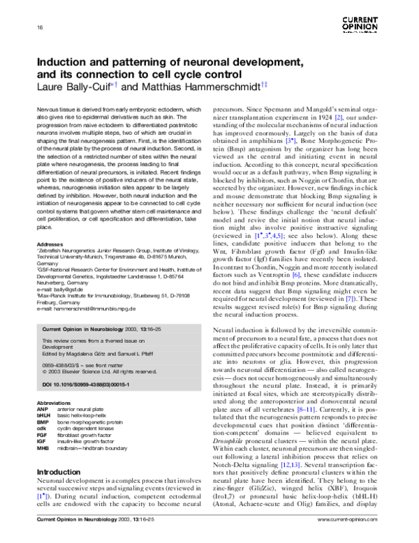 (PDF) Induction and patterning of neuronal development, and its connection to cell cycle control
