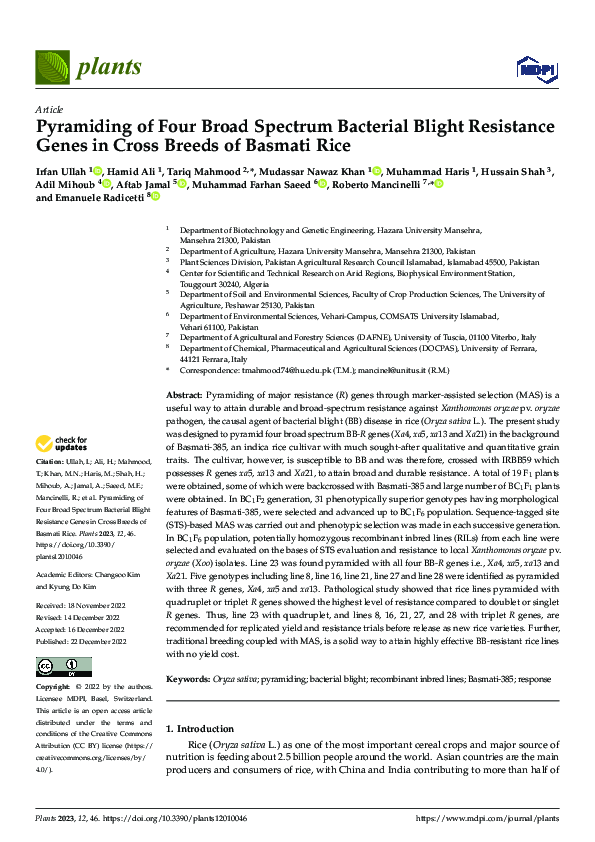 (PDF) Pyramiding of Four Broad Spectrum Bacterial Blight Resistance Genes in Cross Breeds of ...