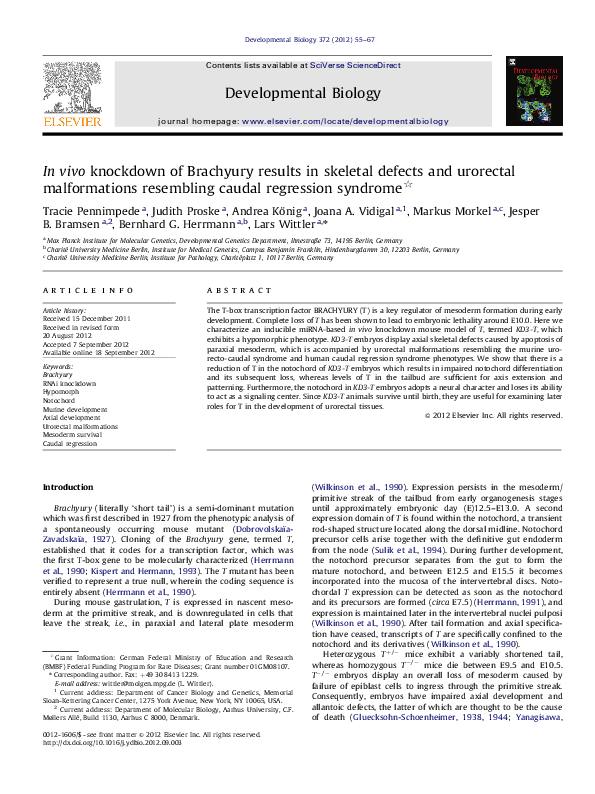 (PDF) In vivo knockdown of Brachyury results in skeletal defects and ...