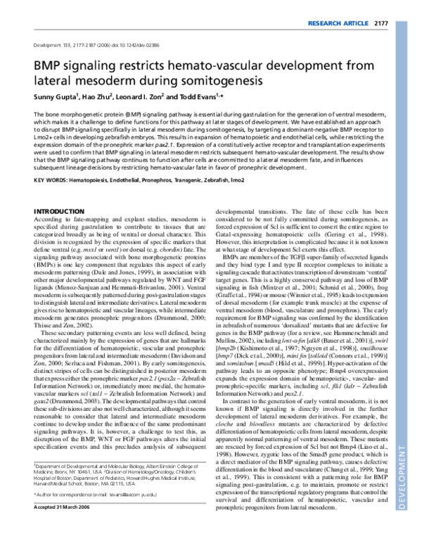 (PDF) BMP signaling restricts hemato-vascular development from lateral ...