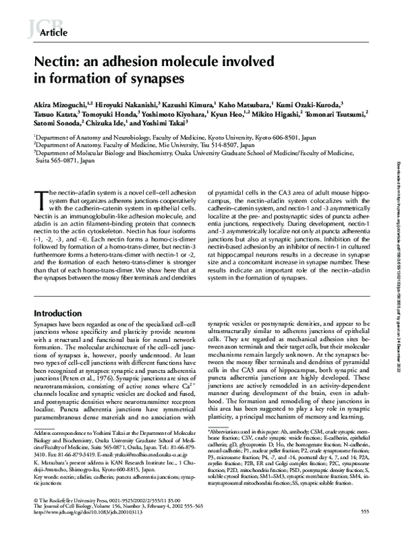 (PDF) Nectin