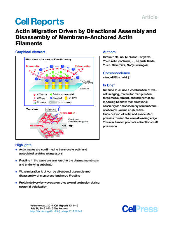 (PDF) Actin Migration Driven by Directional Assembly and Disassembly of ...