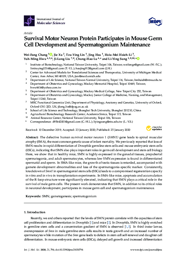 (PDF) Survival Motor Neuron Protein Participates in Mouse Germ Cell ...