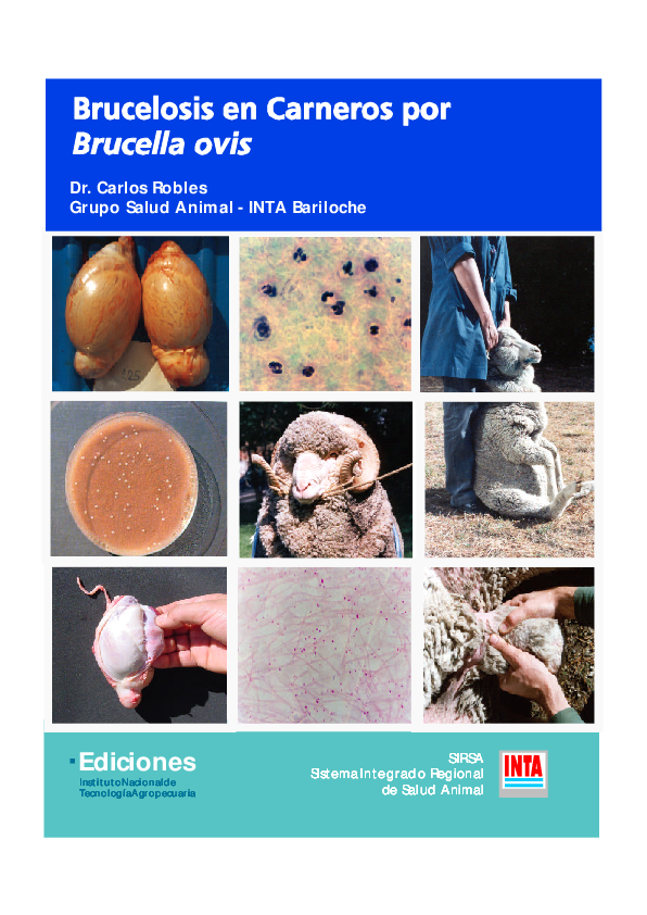 (PDF) Brucelosis en carneros por Brucella Ovis
