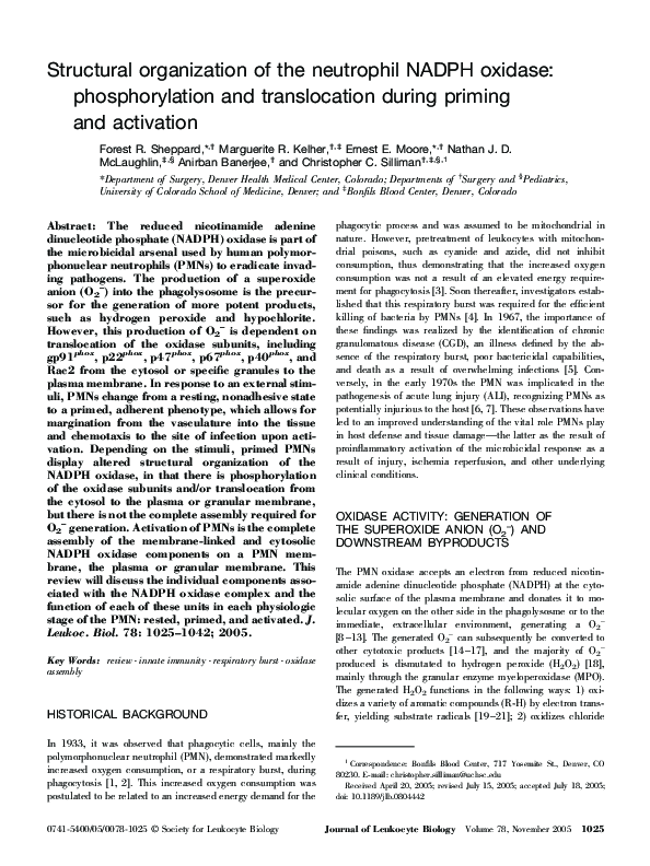 (PDF) Structural organization of the neutrophil NADPH oxidase: phosphorylation and translocation ...