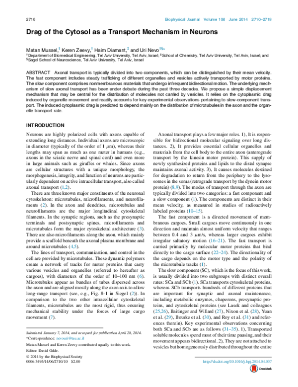 (PDF) Drag of the Cytosol as a Transport Mechanism in Neurons