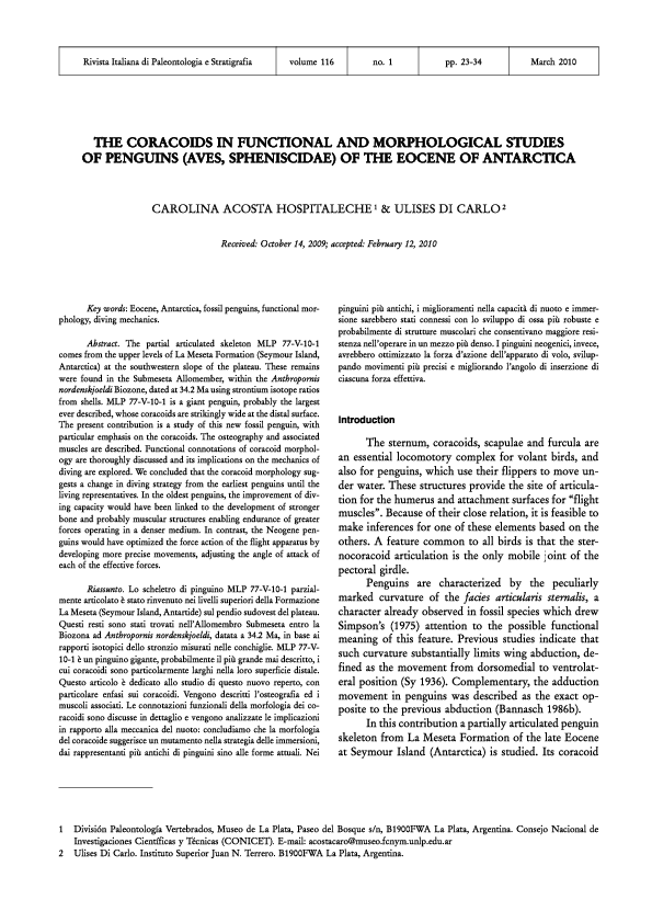 (PDF) The Coracoids in Functional and Morphological Studies of Penguins ...