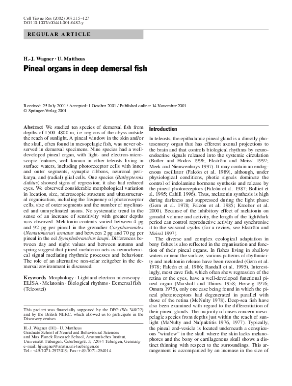 (PDF) Pineal organs in deep demersal fish