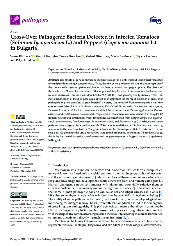 Pdf Cross Over Pathogenic Bacteria Detected In Infected Tomatoes Solanum Lycopersicum L And