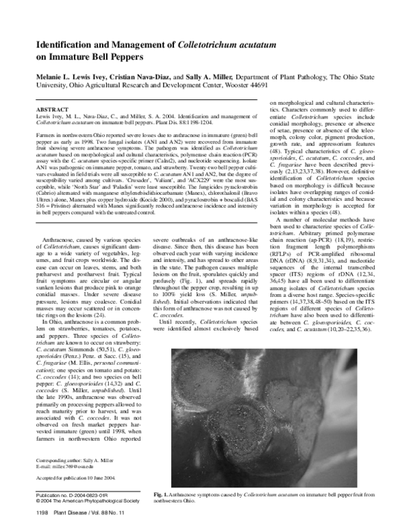 (PDF) Identification and Management of Colletotrichum acutatum on ...