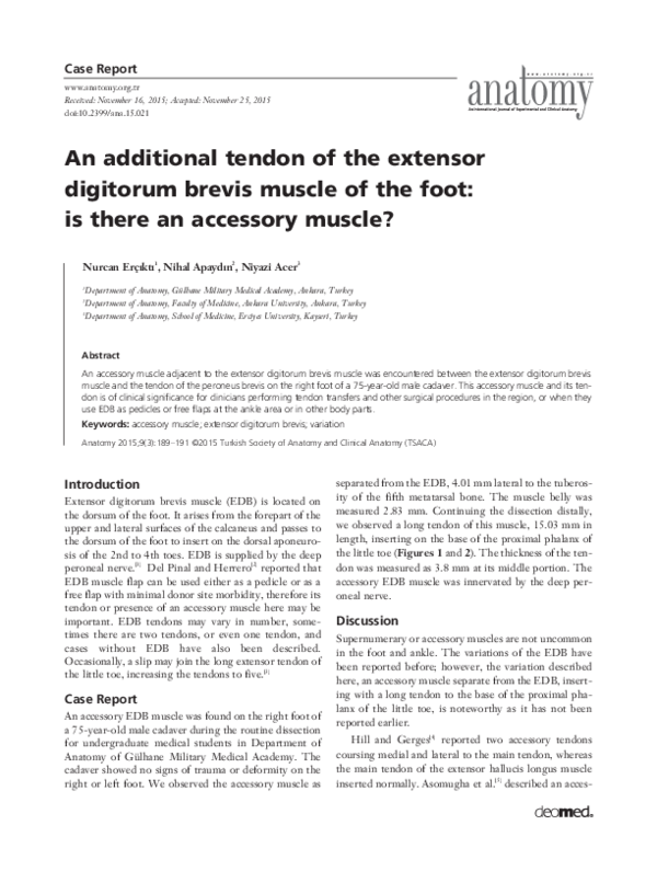 (PDF) An additional tendon of the extensor digitorum brevis muscle of ...