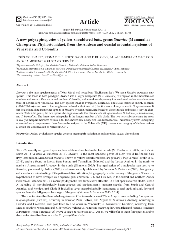 (PDF) A new polytypic species of yellow-shouldered bats, genus Sturnira ...