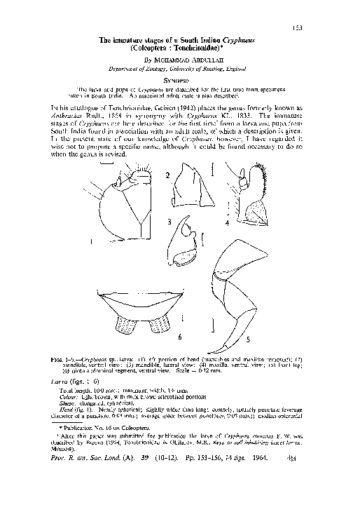 (PDF) The immature stages of a South Indian Cryphaeus (Coleoptera ...