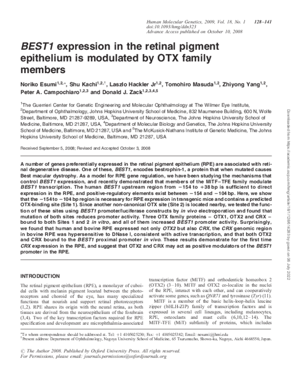 (PDF) BEST1 expression in the retinal pigment epithelium is modulated ...