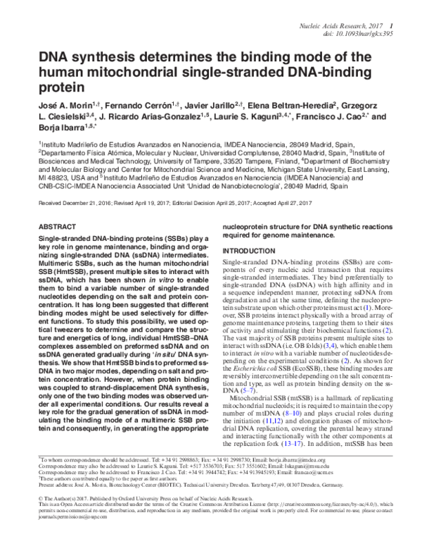 (PDF) DNA synthesis determines the binding mode of the human ...
