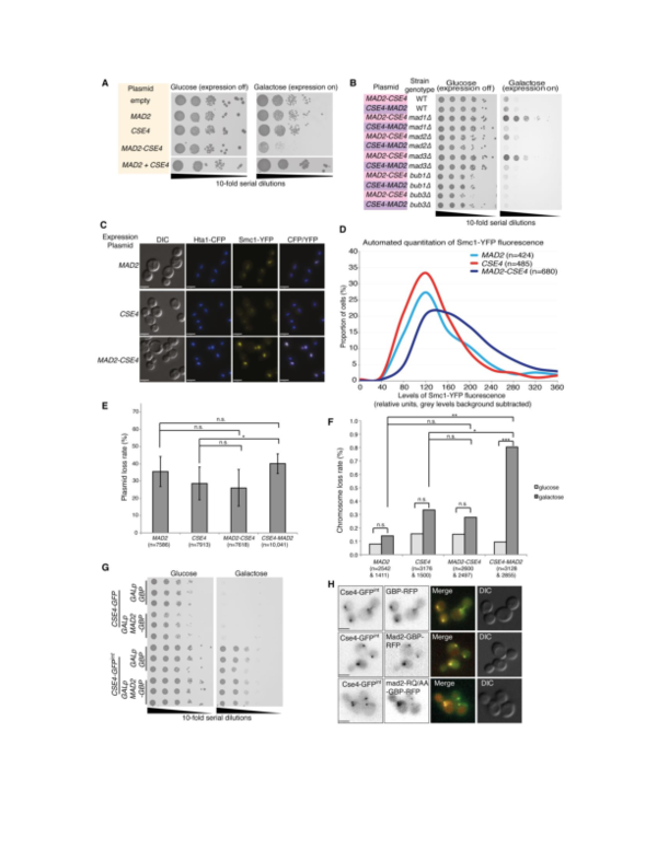 (PDF) Synthetic Physical Interactions Map Kinetochore-Checkpoint ...