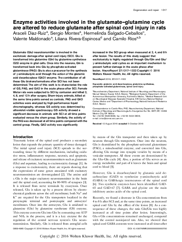 (PDF) Enzyme activities involved in the glutamate–glutamine cycle are ...